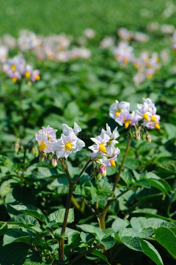 Arbustos da batata imagem de stock. Imagem de nuvem, arbustos - 10145337