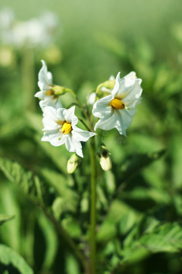 Uma Flor Roxa Em Um Arbusto Da Batata. Imagem de Stock - Imagem de ...