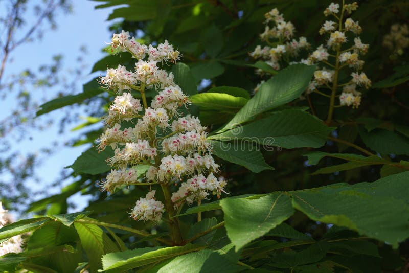 Flor da castanha foto de stock. Imagem de flor, folhas - 92820096