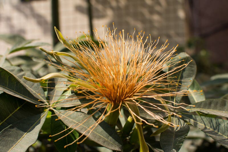 Flor da castanha de Guiana foto de stock. Imagem de detalhe - 46895336