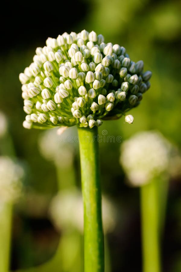 Flor da cebola imagem de stock. Imagem de vegetal, botânica - 9970493