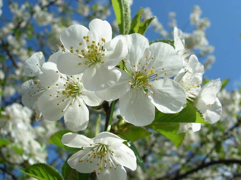 Flor da cereja imagem de stock. Imagem de mola, branco - 525899