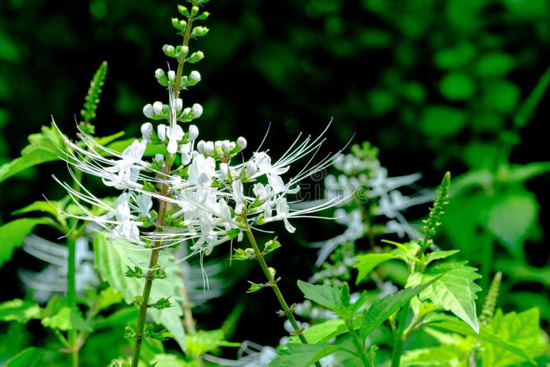 Flor Da Erva, Chá De Java, Planta De Chá Do Rim Imagem de Stock ...