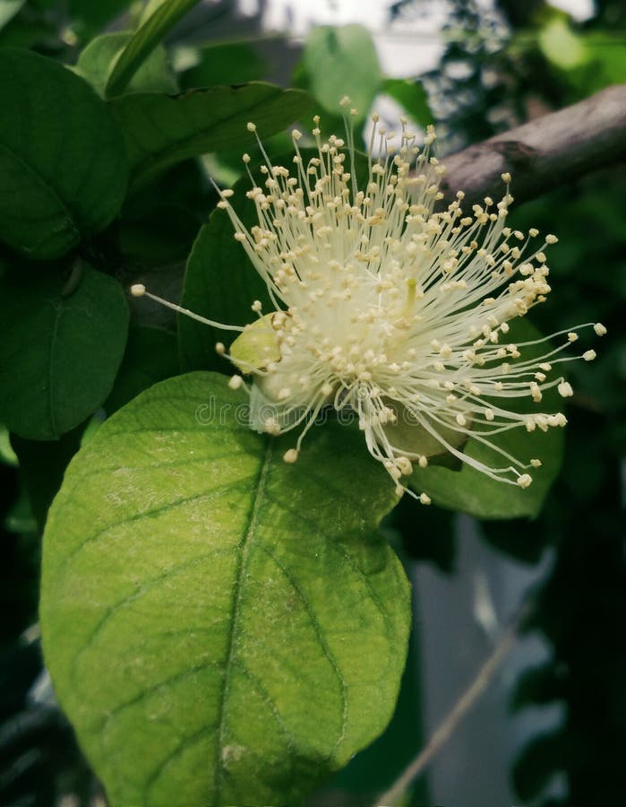 Flor e folha da goiaba foto de stock. Imagem de planta - 101940882