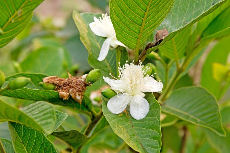 Flor da goiaba imagem de stock. Imagem de verde, botânica - 53325951