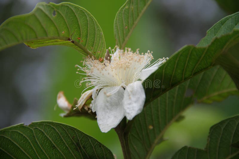 502 Flor Da Goiaba Fotos - Fotos de Stock Gratuitas e Fotos Royalty ...