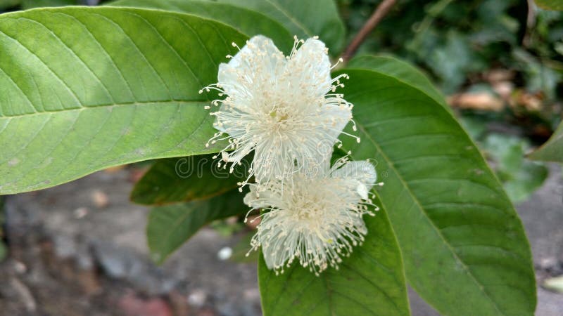Flor da goiaba com folhas imagem de stock. Imagem de recente - 98792673