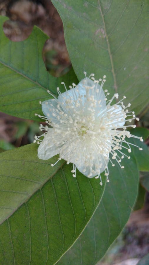 Flor da goiaba com folhas imagem de stock. Imagem de recente - 98792673