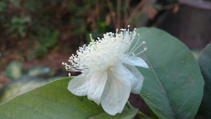 Flor da goiaba com folhas foto de stock. Imagem de flor - 98792474