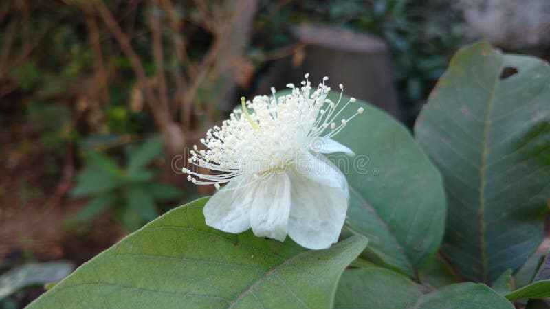 Flor da goiaba com folhas imagem de stock. Imagem de recente - 98792673