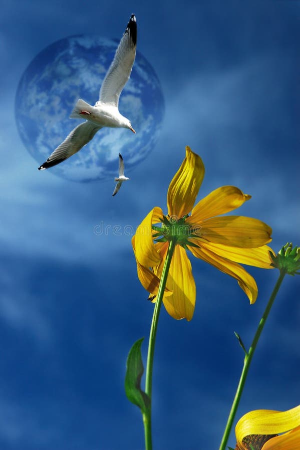 Flor da lua foto de stock. Imagem de nuvens, geometria - 1623598