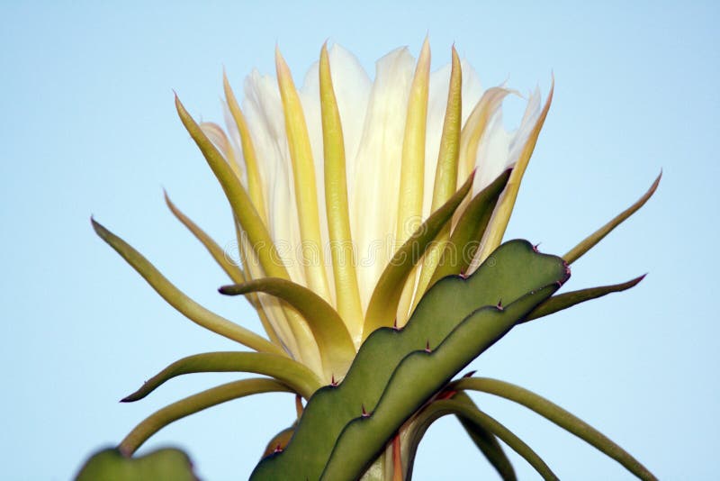 A flor da lua foto de stock. Imagem de curvas, completamente - 16920242