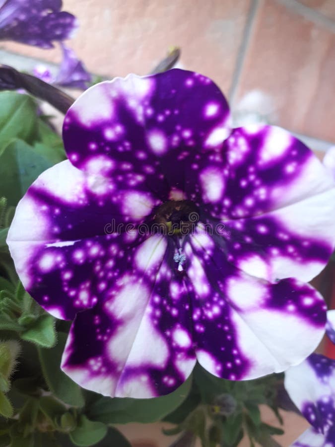 Flor da lua foto de stock. Imagem de bonito, branco - 183880576