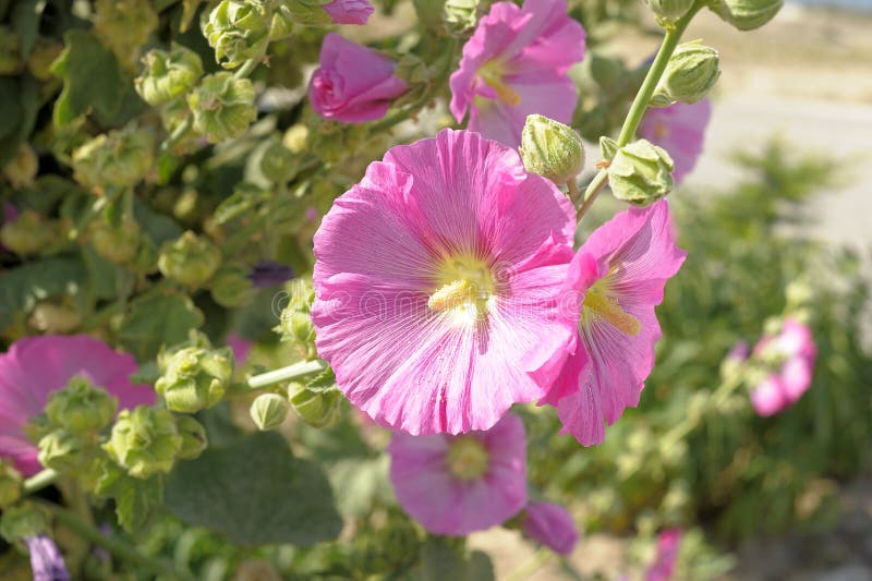 Flor da malva rosa foto de stock. Imagem de florescer - 42706616