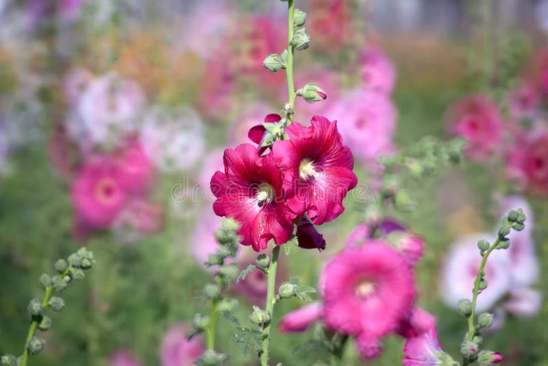 Flor da malva rosa imagem de stock. Imagem de verde, vibrante - 50159461