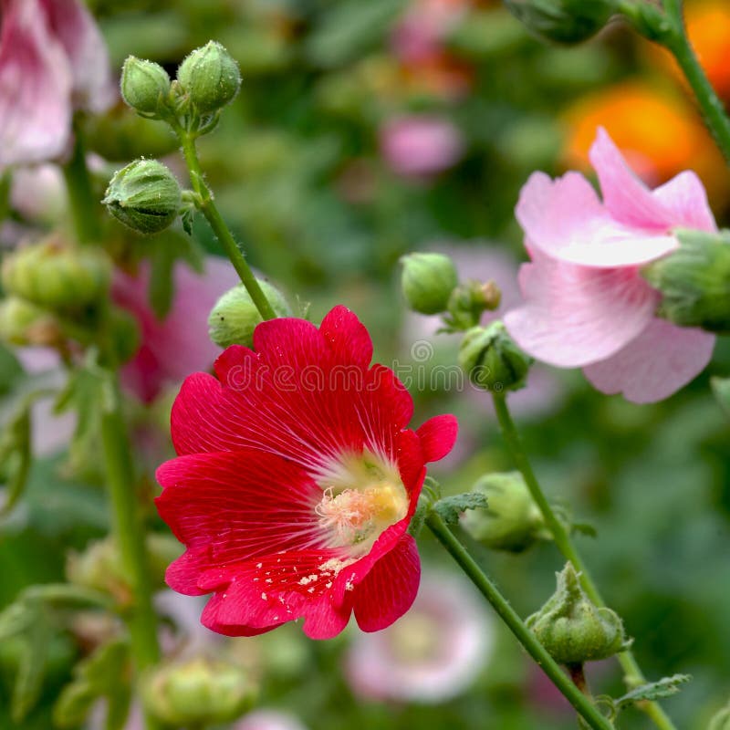 Flor Da Malva Rosa Na Natureza Foto de Stock - Imagem de delicado ...