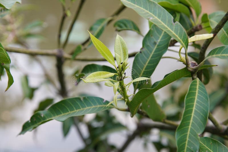 Flor da manga imagem de stock. Imagem de fazenda, ambiente - 100966257