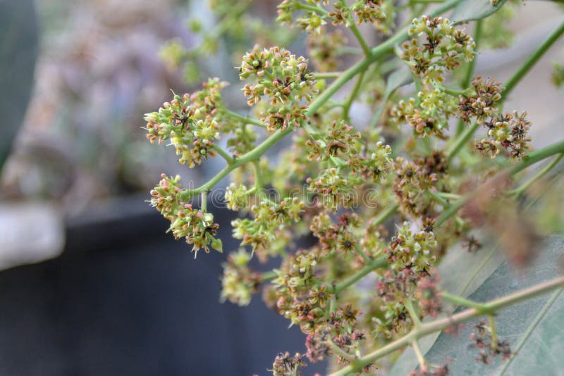 Flor Da Manga, Ramo De a Da Flor Da Manga Da Infloresc?ncia Imagem de ...
