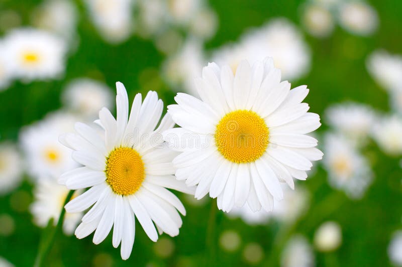 Flor da margarida imagem de stock. Imagem de amarelo, grama - 5578679