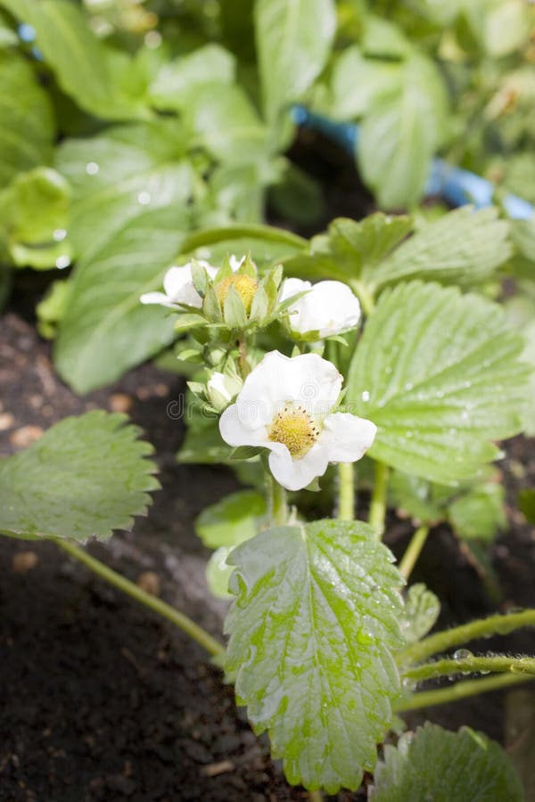 Flor da morango imagem de stock. Imagem de fruta, bonito - 61743755