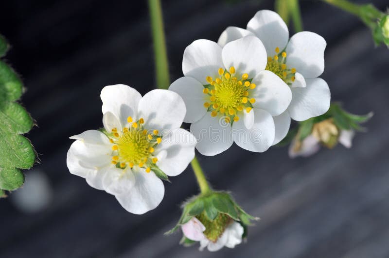 Flor da morango imagem de stock. Imagem de strawberry - 49879653