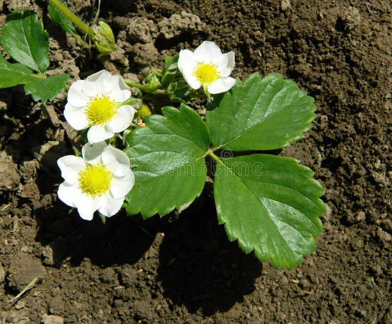 A planta de morango. foto de stock. Imagem de folha, horizontal - 14305818