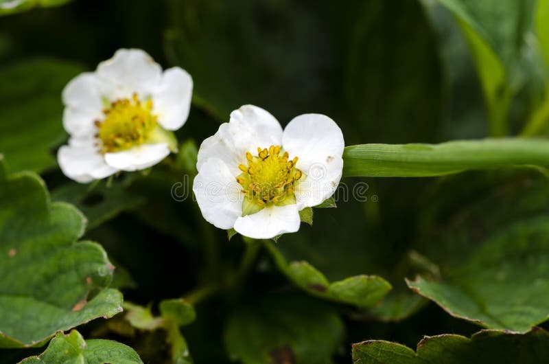 Flor Da Morango De Jardim No Jardim Foto de Stock - Imagem de nave ...
