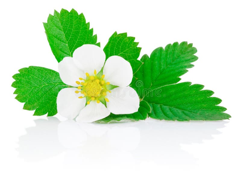 Flor Da Morango E Das Folhas Isoladas No Branco Imagem de Stock ...