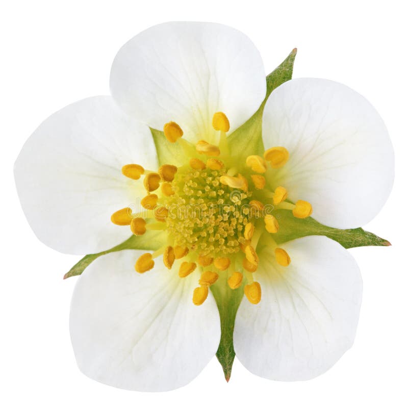 Flor da morango imagem de stock. Imagem de branco, strawberry - 49879653