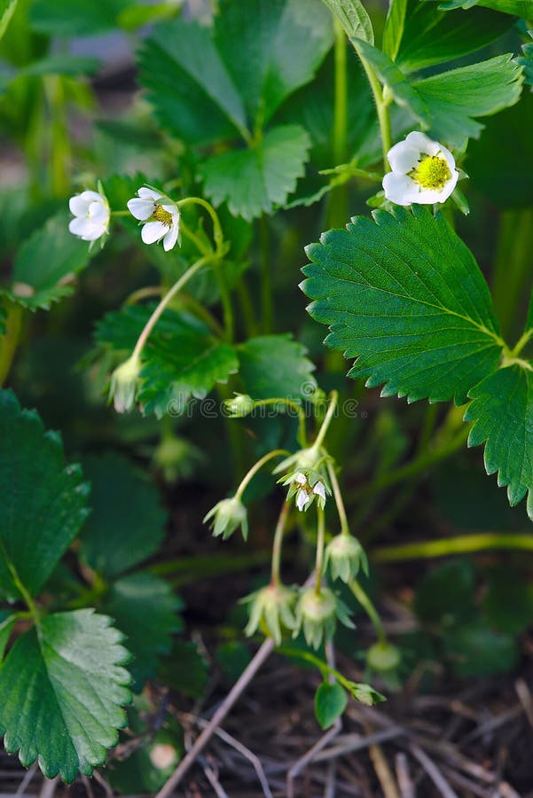 Flor Da Morango Na Primavera Imagem de Stock - Imagem de jardim ...