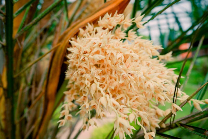 Flor da palma foto de stock. Imagem de bonito, verde - 91631540