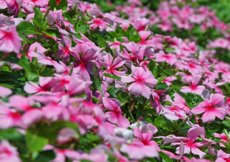 Flor da pervinca imagem de stock. Imagem de nave, jardinar - 35973785