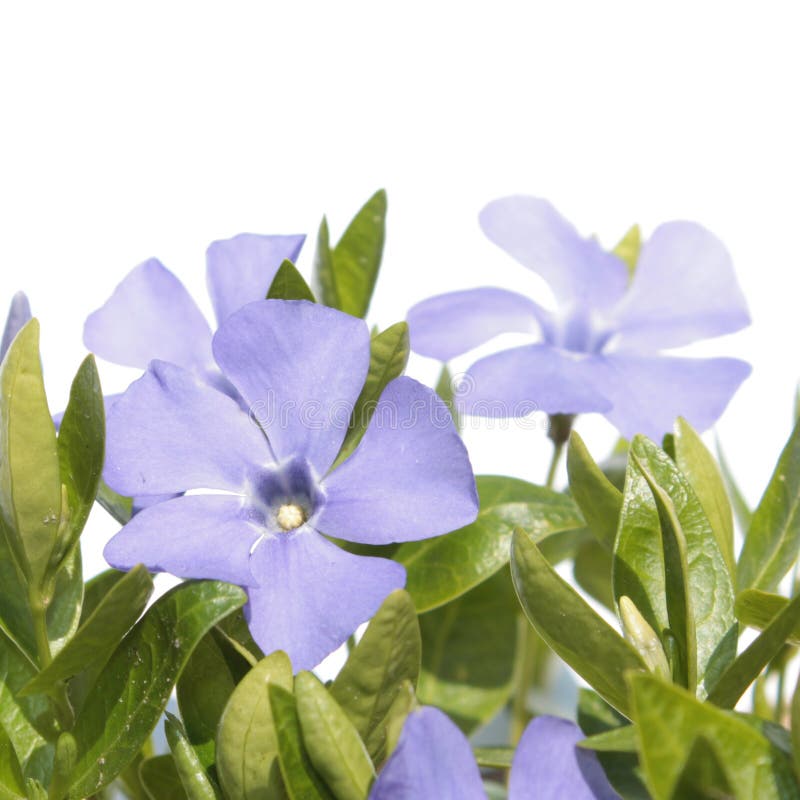 Flor Da Pervinca (Vinca) Isolada No Branco Imagem de Stock - Imagem de ...