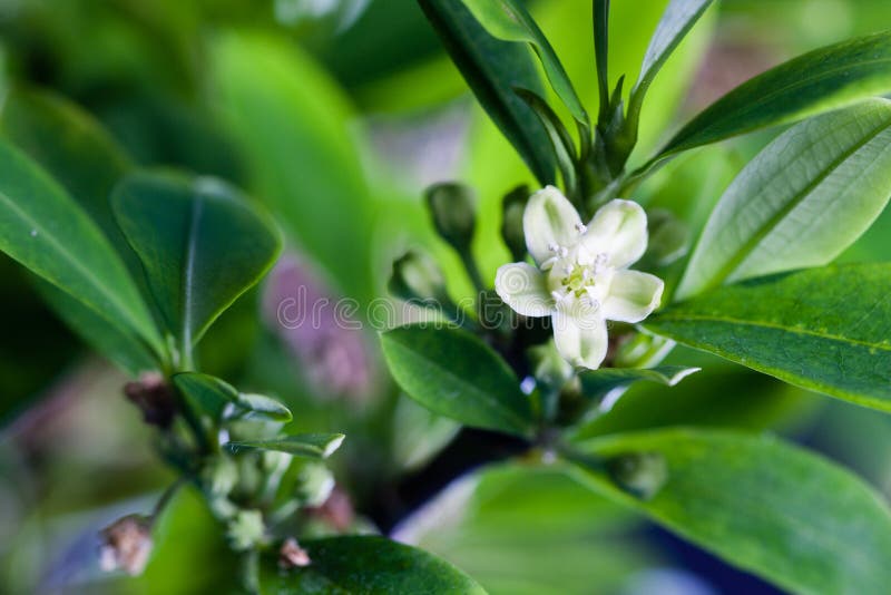 Flor da coca foto de stock. Imagem de flor, estimulante - 30424704