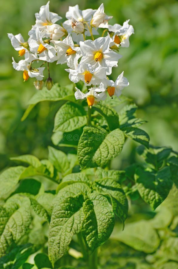 Planta de batata foto de stock. Imagem de planta, crescimento - 27914976