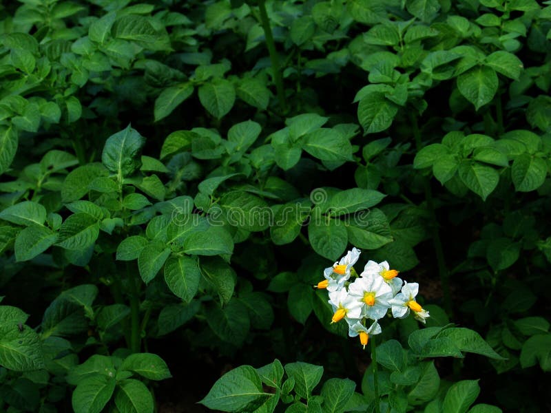 Flor Da Planta De Batata Na Flor Foto de Stock - Imagem de crescimento ...