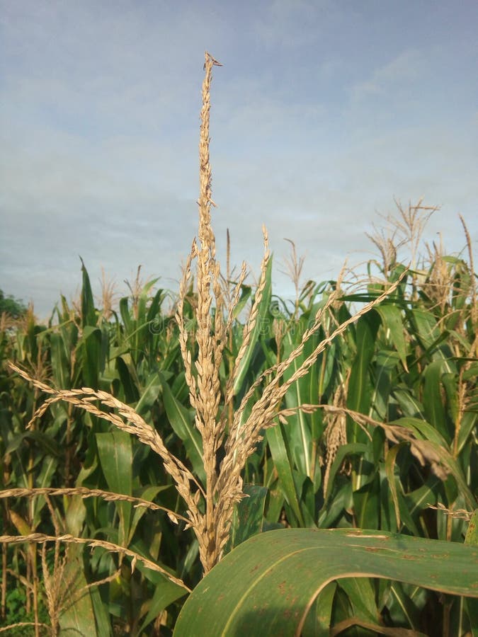 Flor do milho foto de stock. Imagem de azul, campo, plantas - 21711084