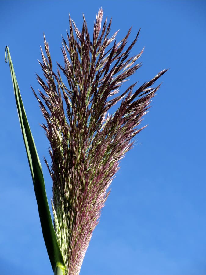 Planta Do Junco Fotos De Stock - Baixe 2,467 Fotos Royalty Free