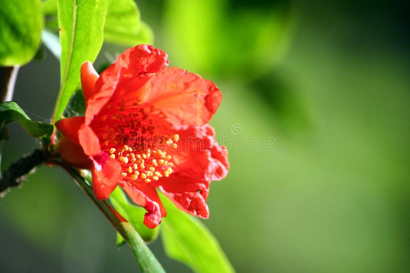Flor de romã no jardim imagem de stock. Imagem de flor - 55449961