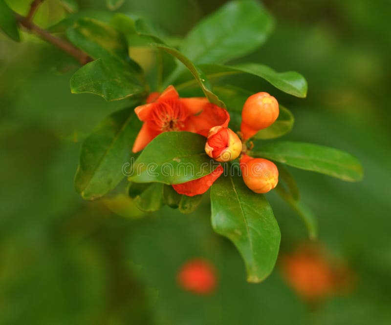 Flor da romã imagem de stock. Imagem de detalhe, consideravelmente ...