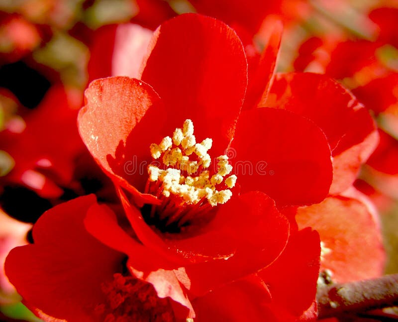 Flor da romã imagem de stock. Imagem de consideravelmente - 4865319