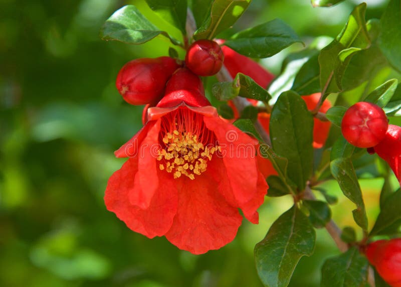 Flor da romã imagem de stock. Imagem de detalhe, consideravelmente ...