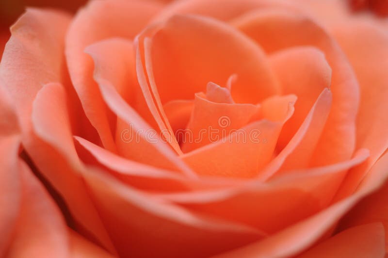 Flor Da Rosa Do Rosa Salmon Com Fundo Branco Imagem de Stock - Imagem ...