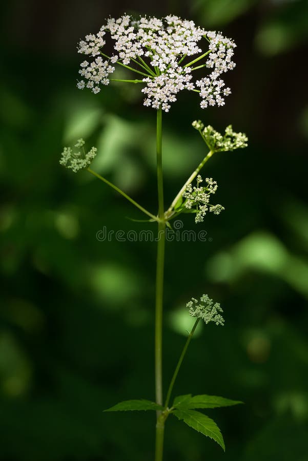 Flor Da Salsa De Vaca (sylvestris Do Anthriscus) Foto de Stock - Imagem ...