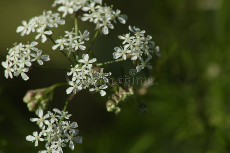 Flor Da Salsa Sylvestris Do Anthriscus Fundo Verde Foto de Stock ...