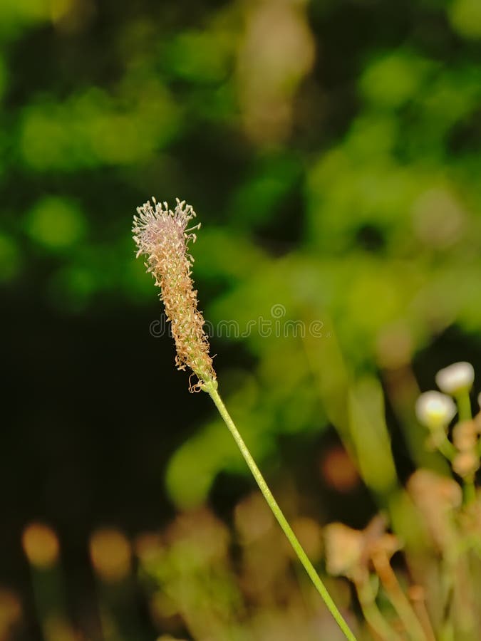 Pratense Phleum em flor foto de stock. Imagem de mola - 162575624