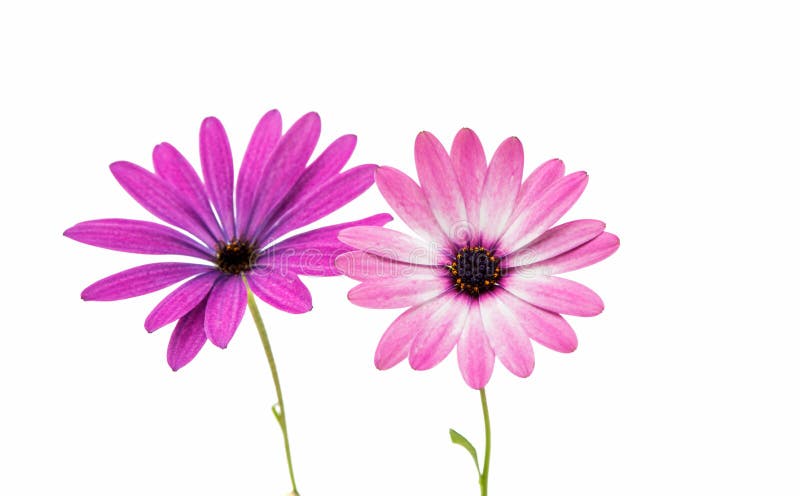 Flor Daisy Isolated De Osteosperumum Foto de archivo - Imagen de cubo ...