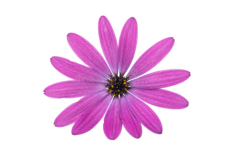 Flor Daisy Isolated De Osteosperumum Foto de archivo - Imagen de ...