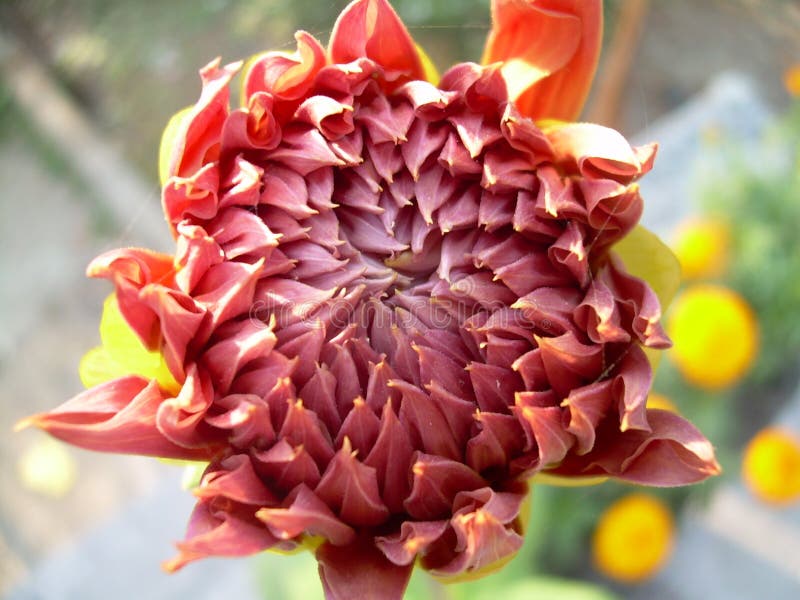 Dalia Vermelha Na Flor Completa Imagem de Stock - Imagem de completamente, vermelho: 117628433