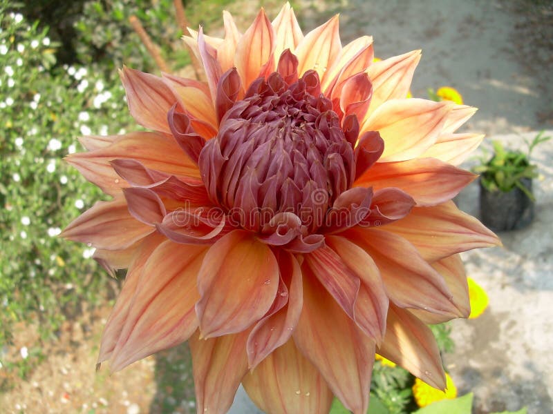 Dalia Vermelha Na Flor Completa Imagem de Stock - Imagem de completamente, vermelho: 117628433